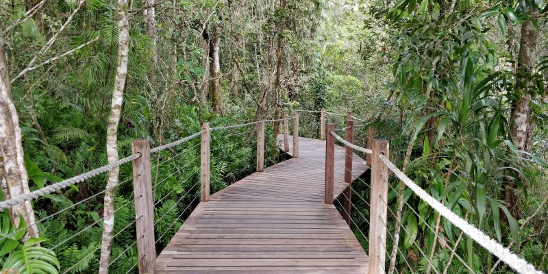 Destination Guide: Kuranda mit Skyrail & Kuranda Scenic Railway